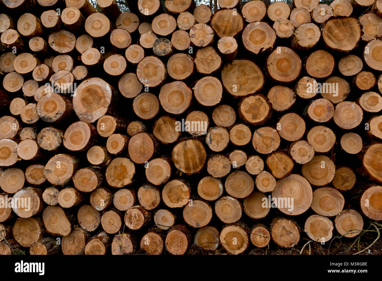 Wood piles background. Close-up view Stock Photo - Alamy