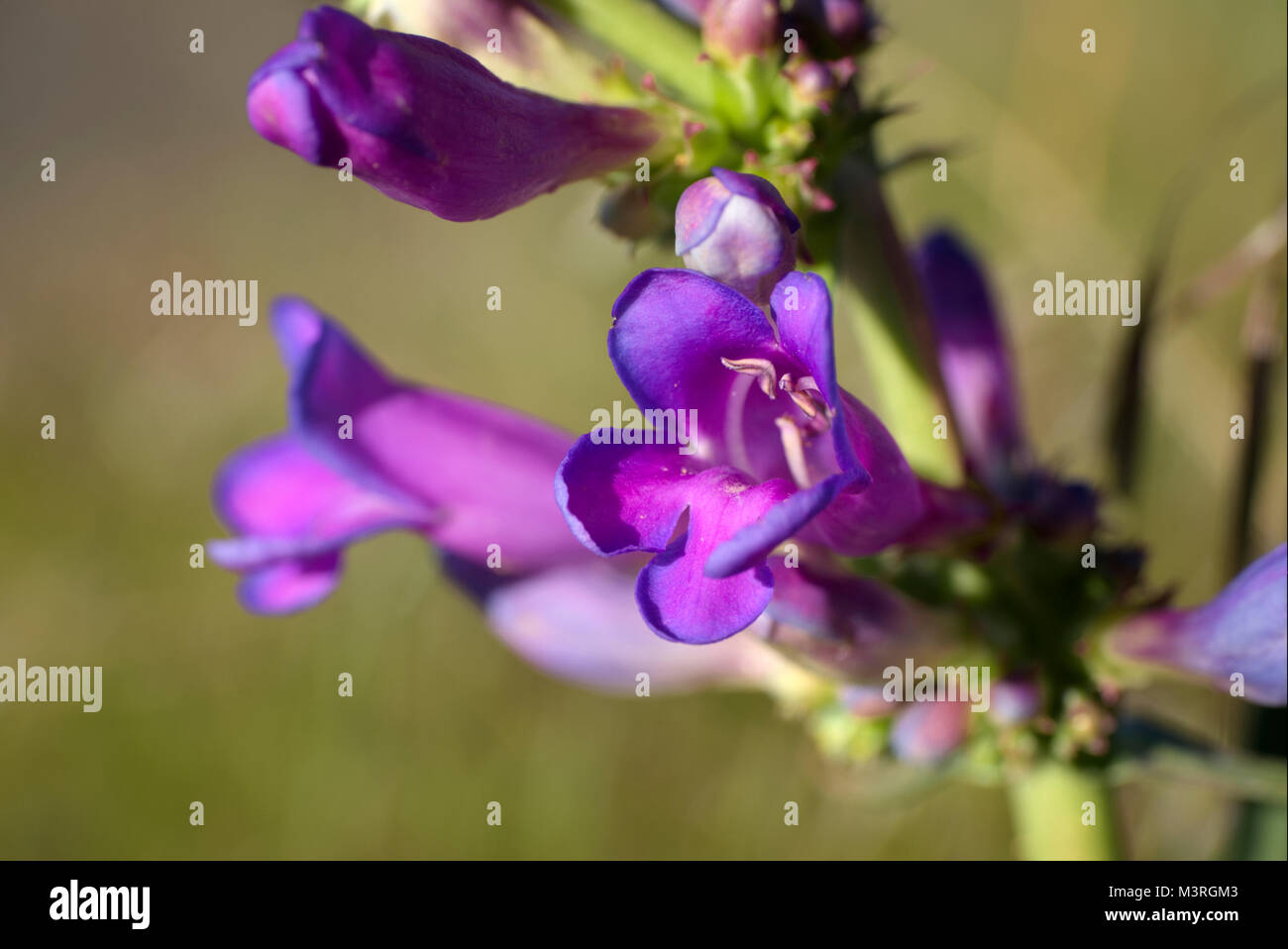 Penstemon speciosus hi-res stock photography and images - Alamy