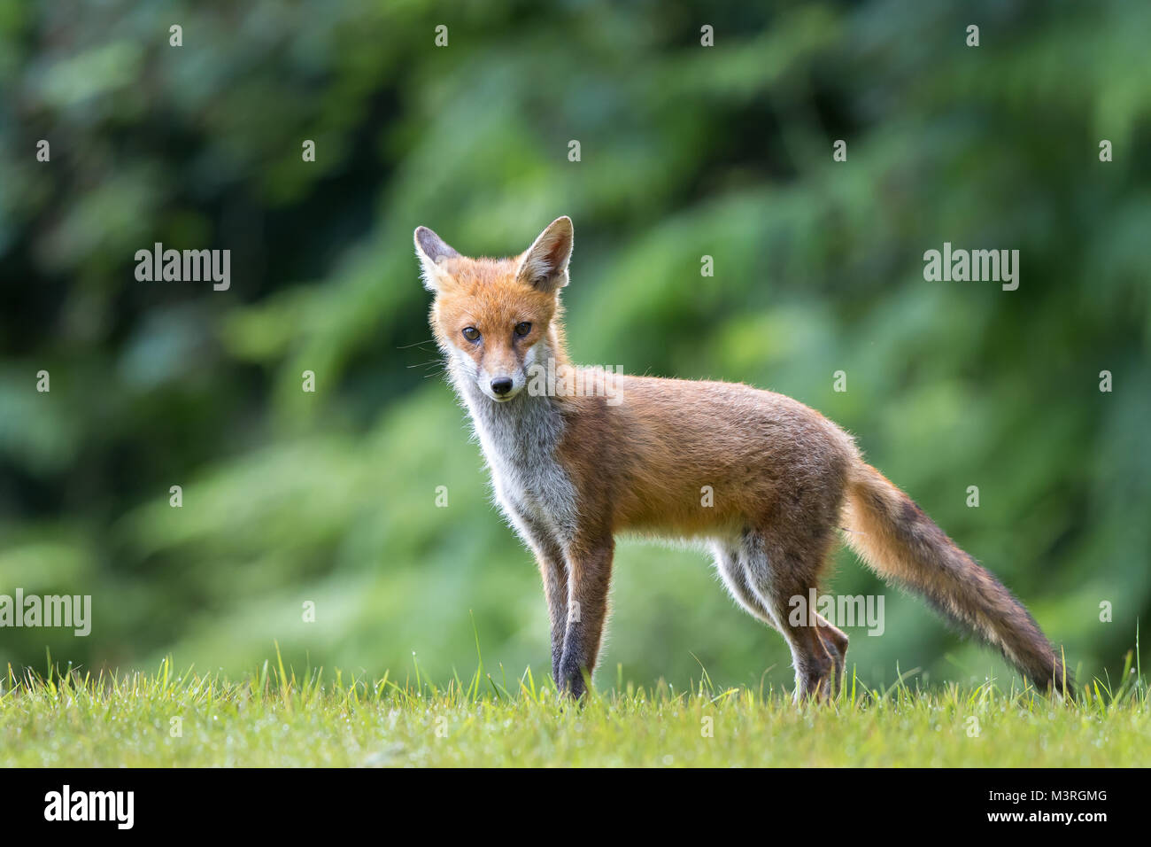 Detailed, close-up side view of young British red fox (Vulpes vulpes ...