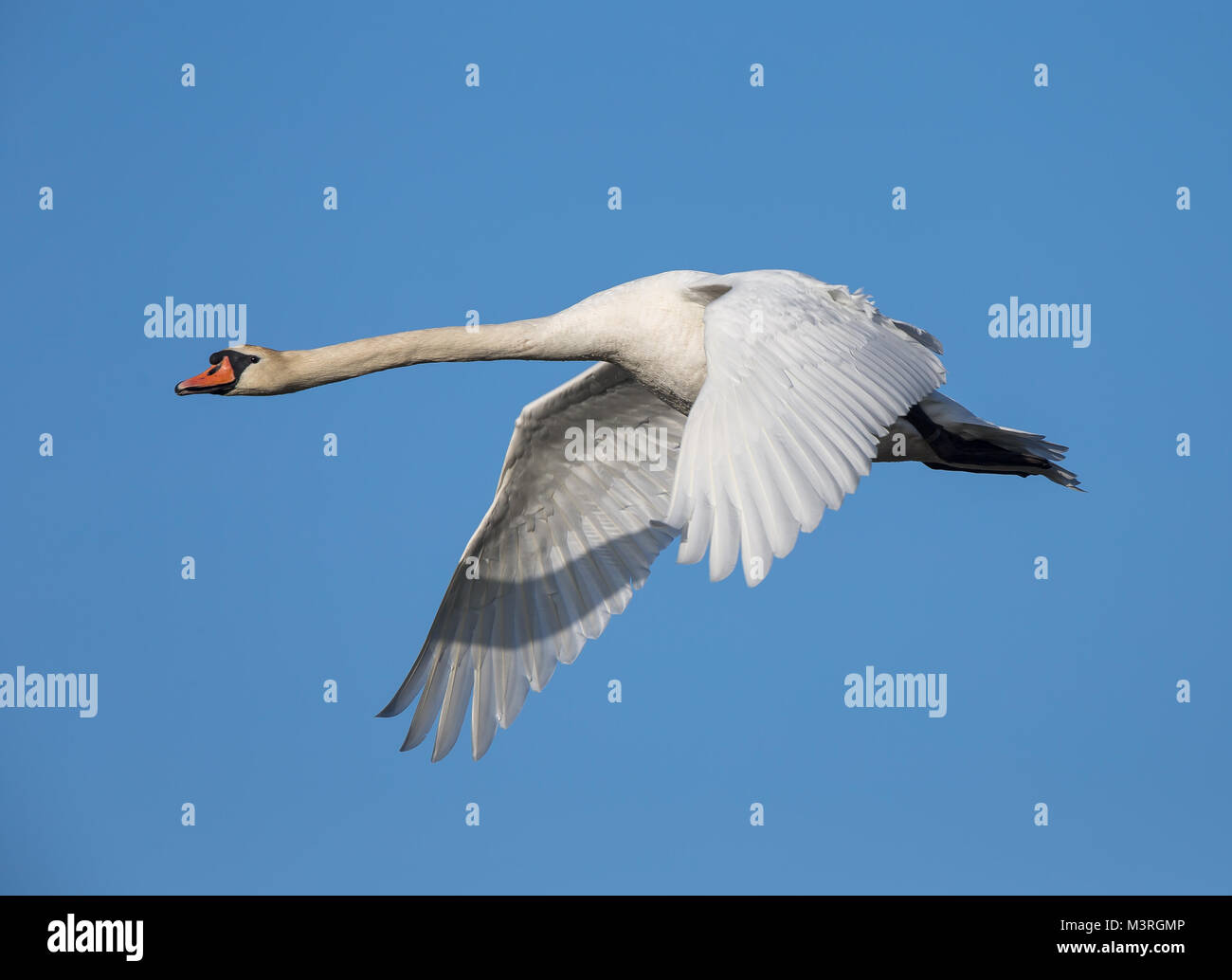 Mute Swan Flying