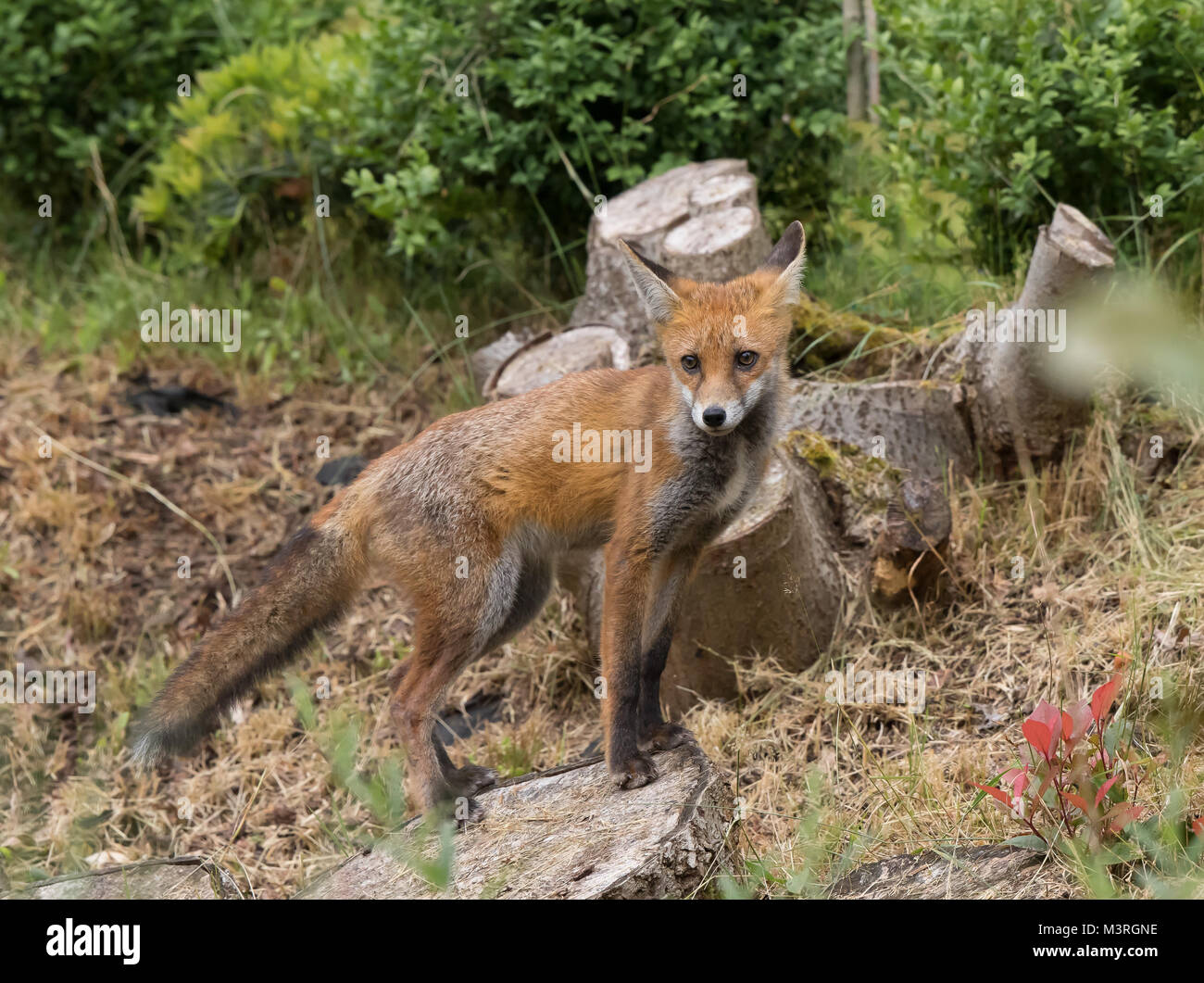Skinny fox uk hi-res stock photography and images - Alamy