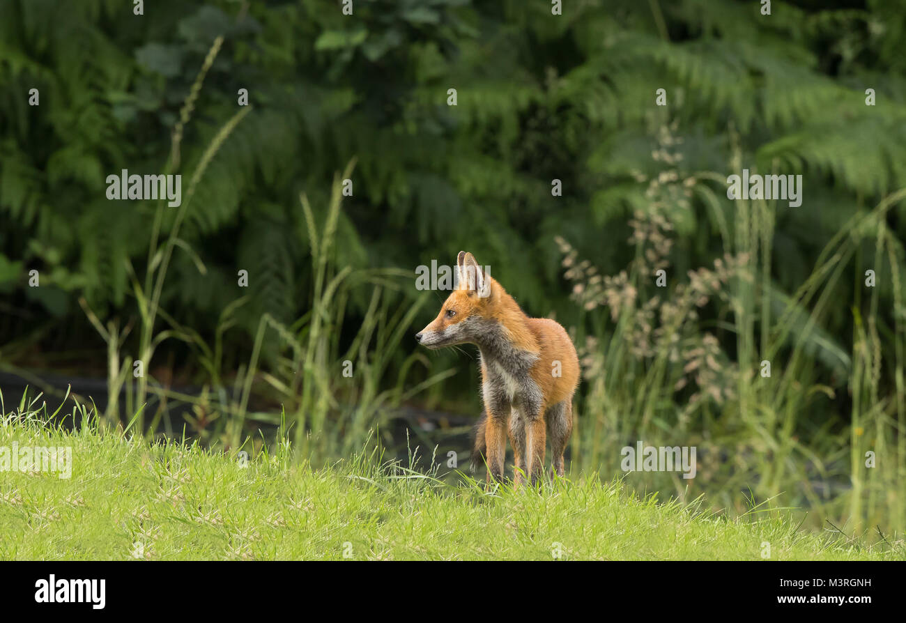 Young, wild red fox (Vulpes vulpes) standing in UK countryside with ...