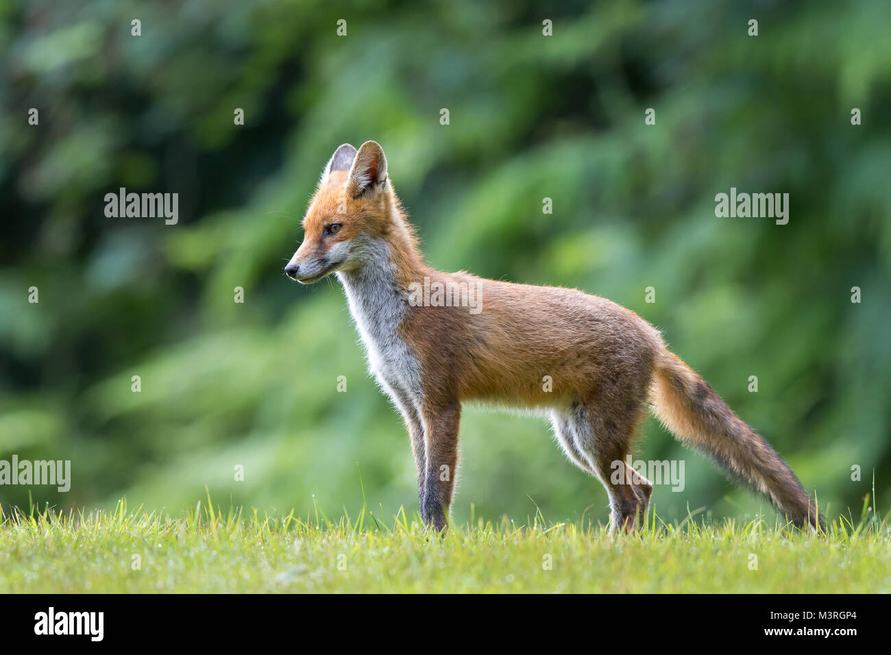 Low angle, side view close up of young wild UK red fox (Vulpes vulpes ...