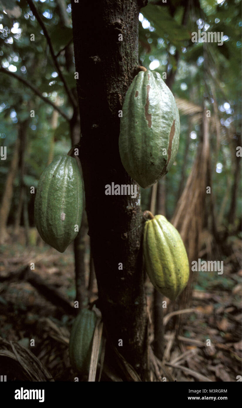 Brazil. Belem. Amazon basin. Cacao beans. Cacao pods on a tree Stock ...