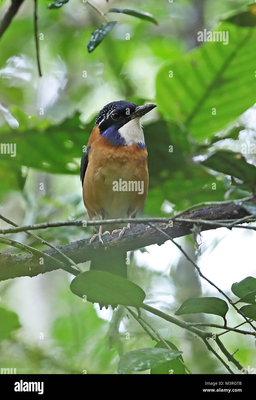 Pitta like ground roller hi-res stock photography and images - Alamy