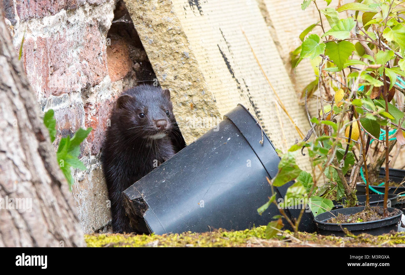 Detailed, close-up front view of a wild mink (Neovison vison) isolated ...