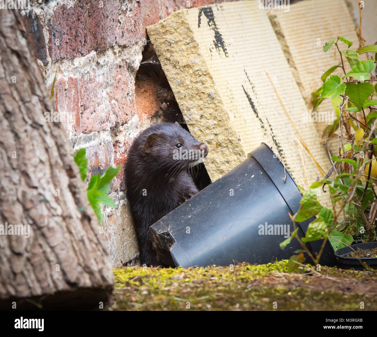 Mink cute animal hi-res stock photography and images - Alamy