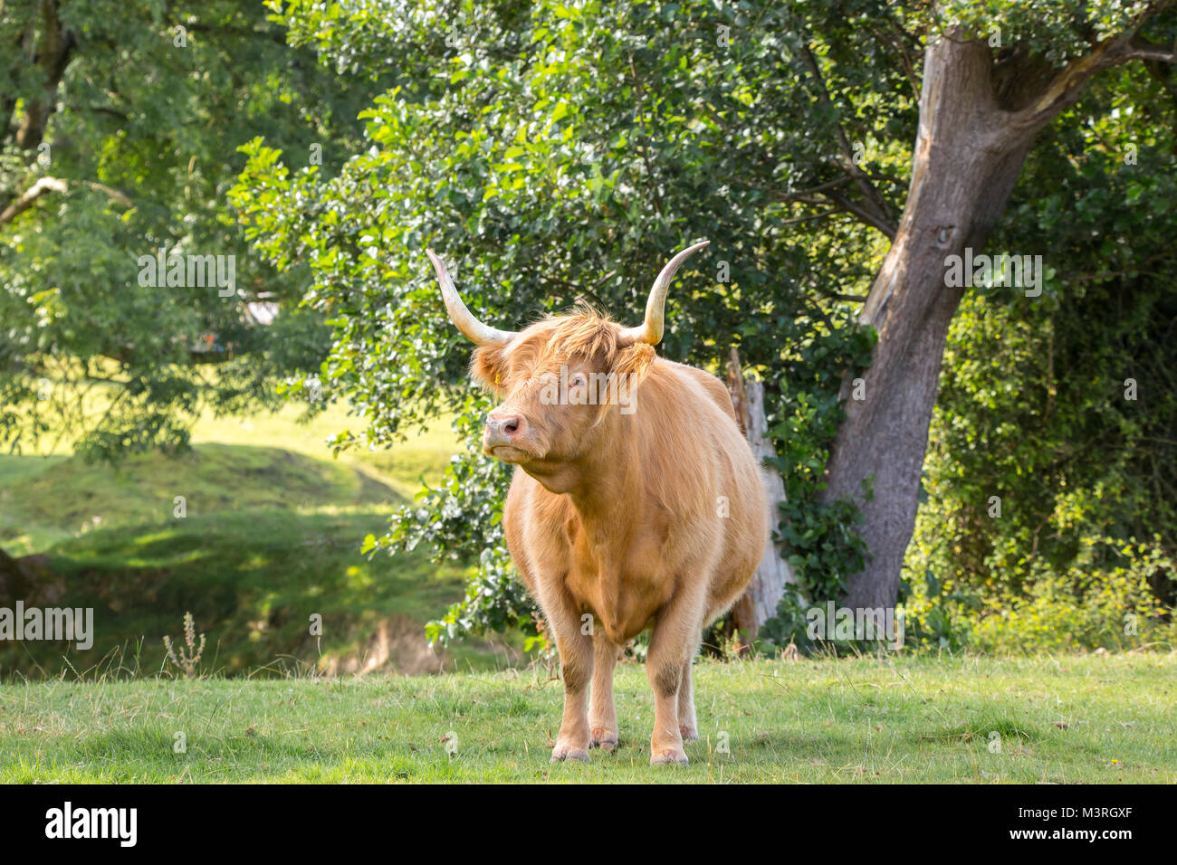 Front view of UK highland cow standing isolated outdoors in pretty ...