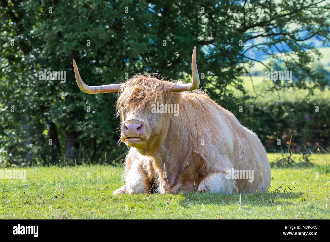 Shaggy Highland Cow High Resolution Stock Photography and Images - Alamy