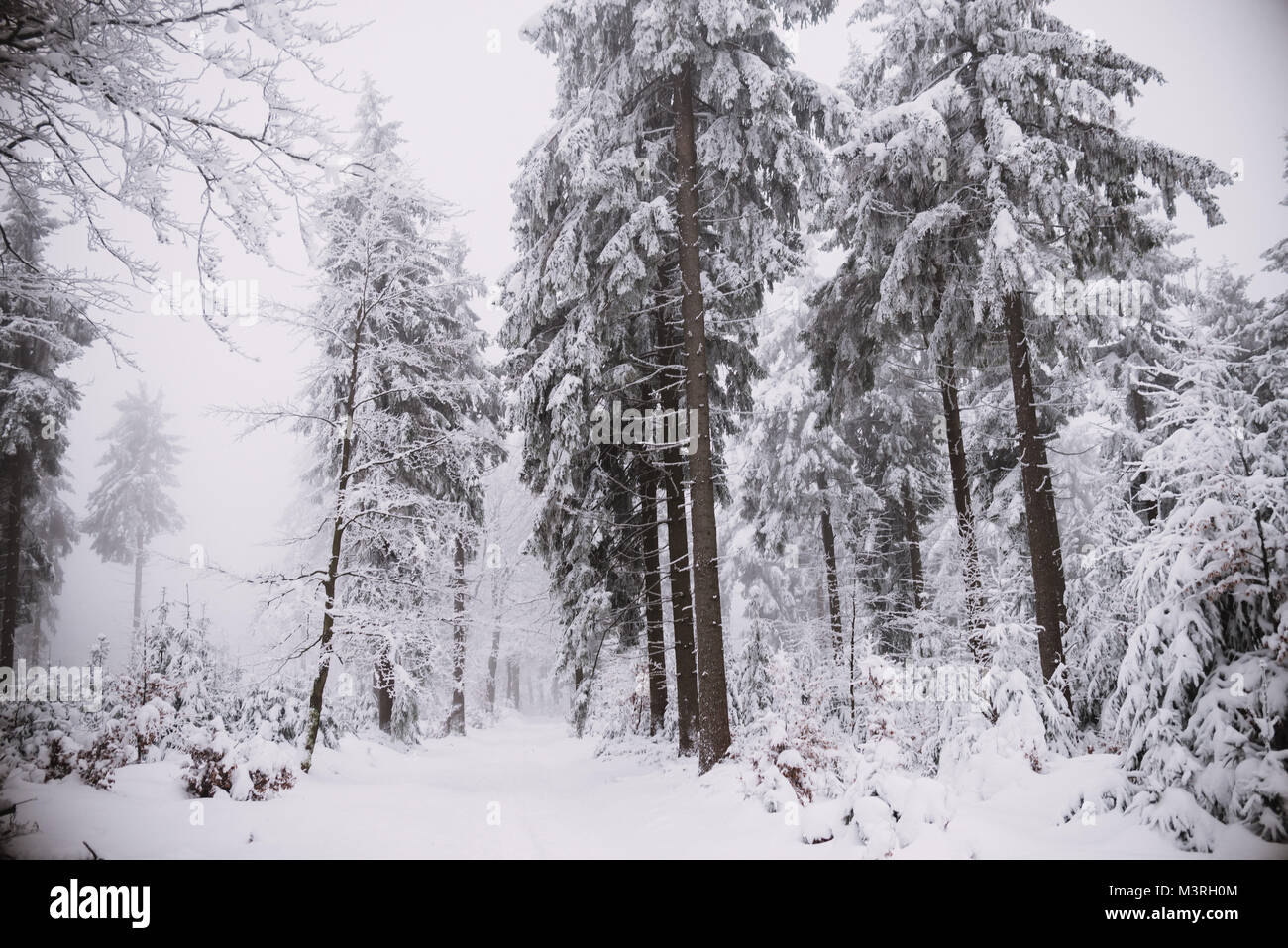 winter background, forest in snow and ice Stock Photo - Alamy