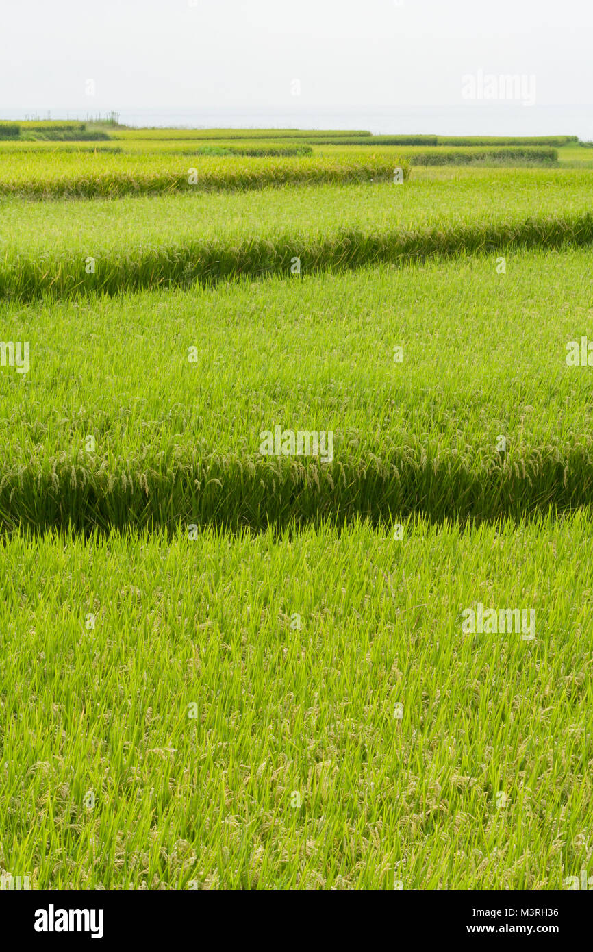 Wallpaper rice terrace hi-res stock photography and images - Alamy