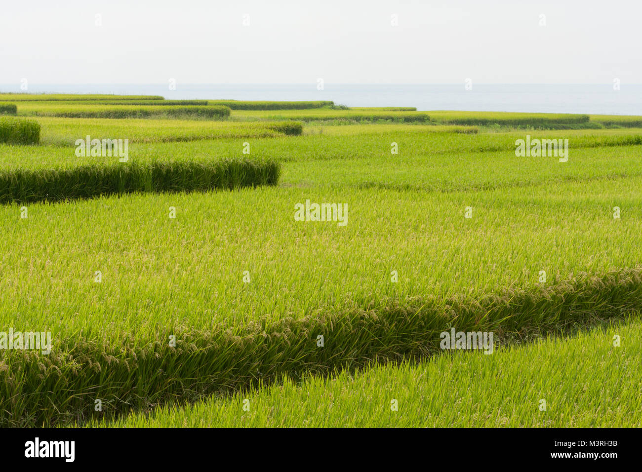 Coastal rice terraces fields, sky and blue sea on the background ...