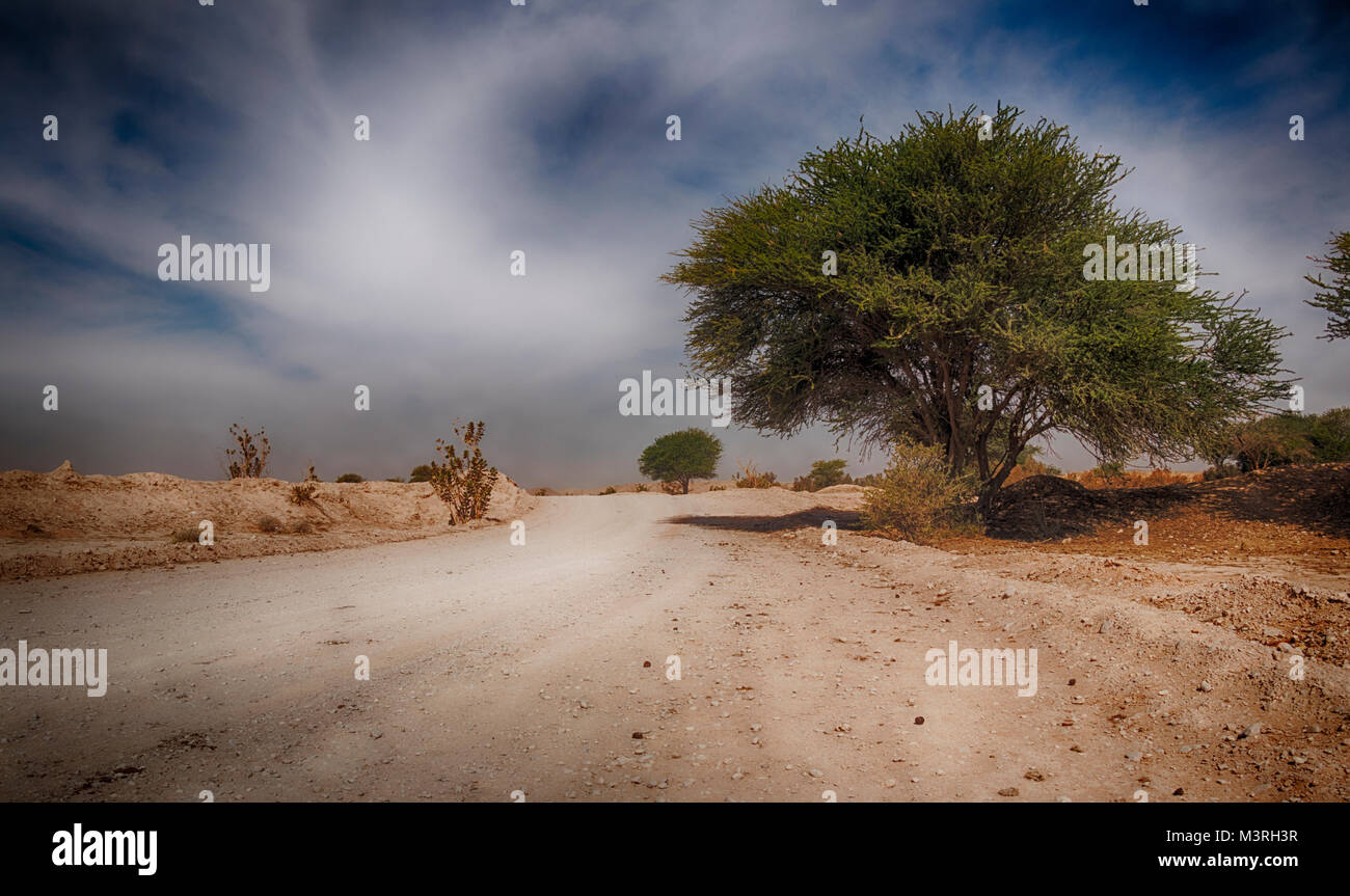 Green tree at the road to infinity in the desert Stock Photo - Alamy