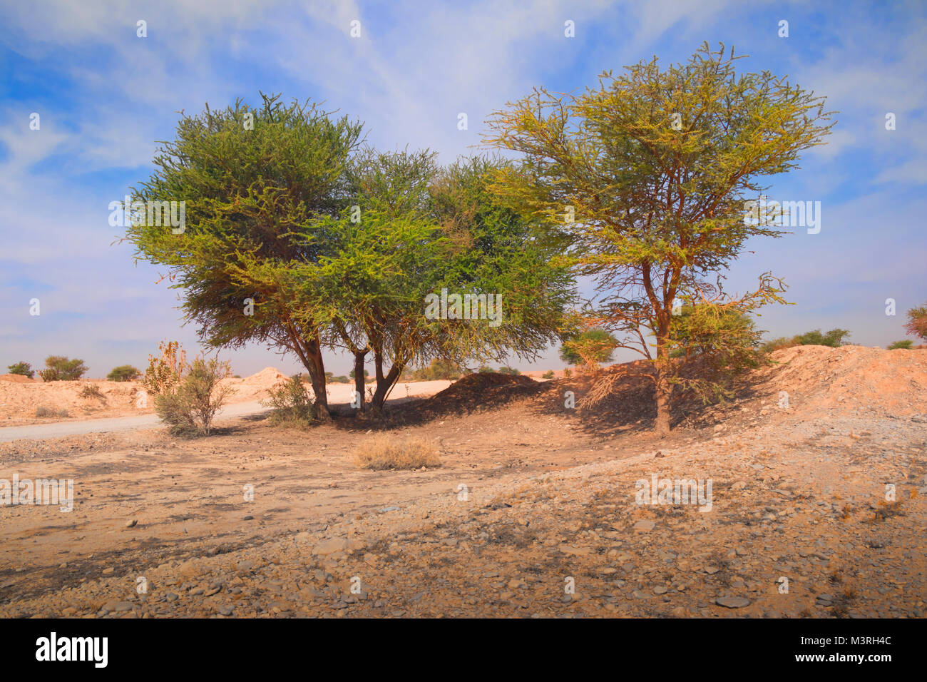 Vegetation in sahara desert hi-res stock photography and images - Alamy