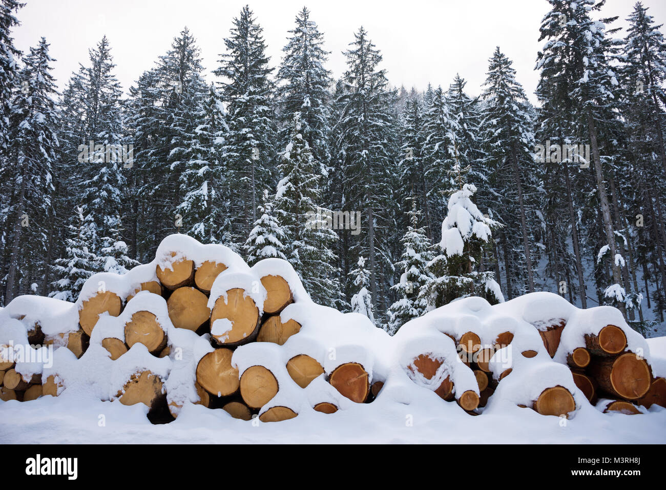 Freshly harvested logs stacked in hi-res stock photography and images ...