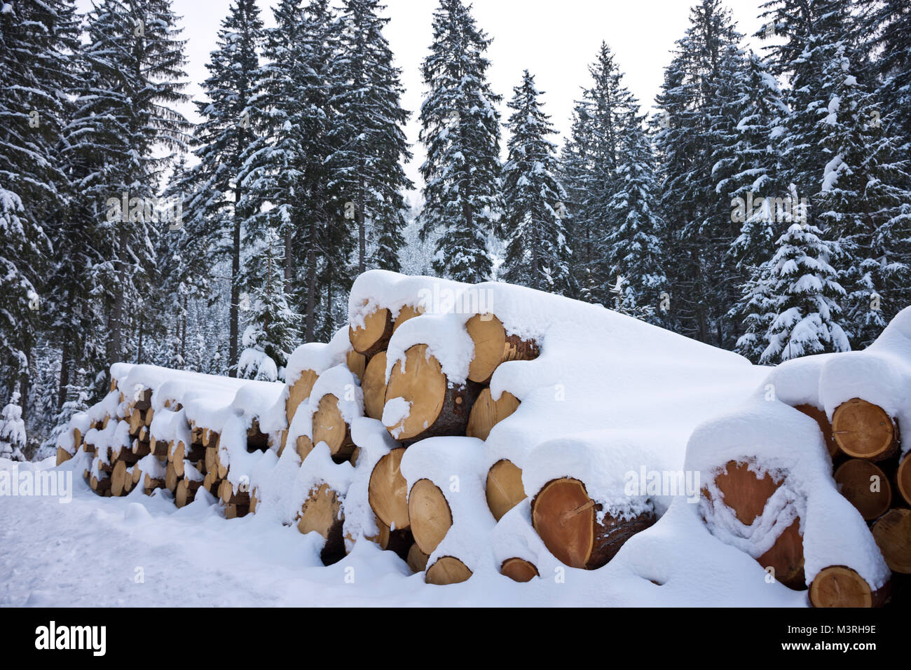 Woodpile of freshly harvested logs under deep powder snow masses in ...