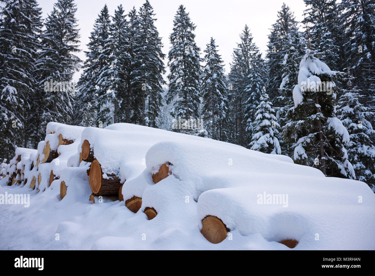 Freshly cut spruce logs hi-res stock photography and images - Alamy