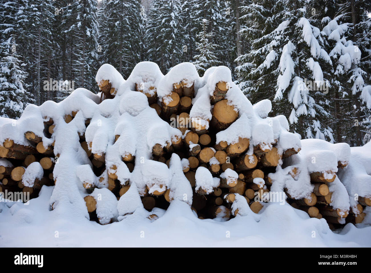 Freshly harvested logs stacked in hi-res stock photography and images ...