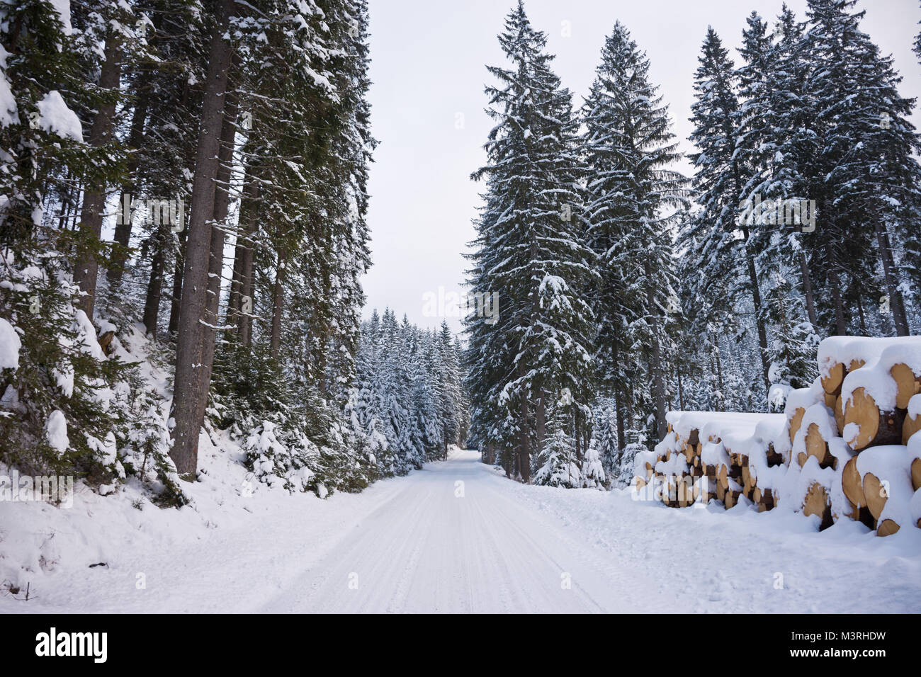 Forest road with snow surface in a wintery coniferous forest in ...