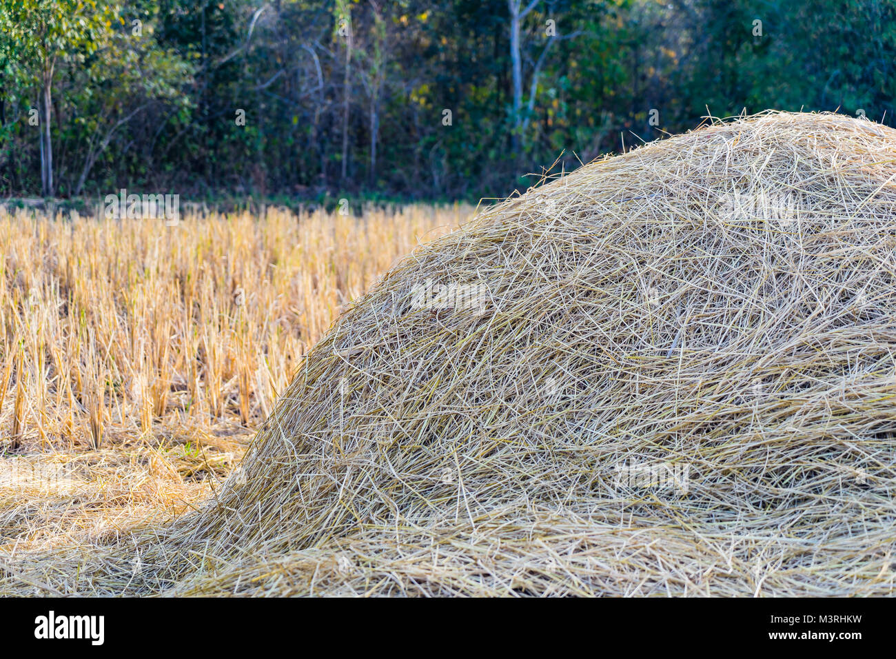Landscape of Rice straw bales on rice field after collecting season ...