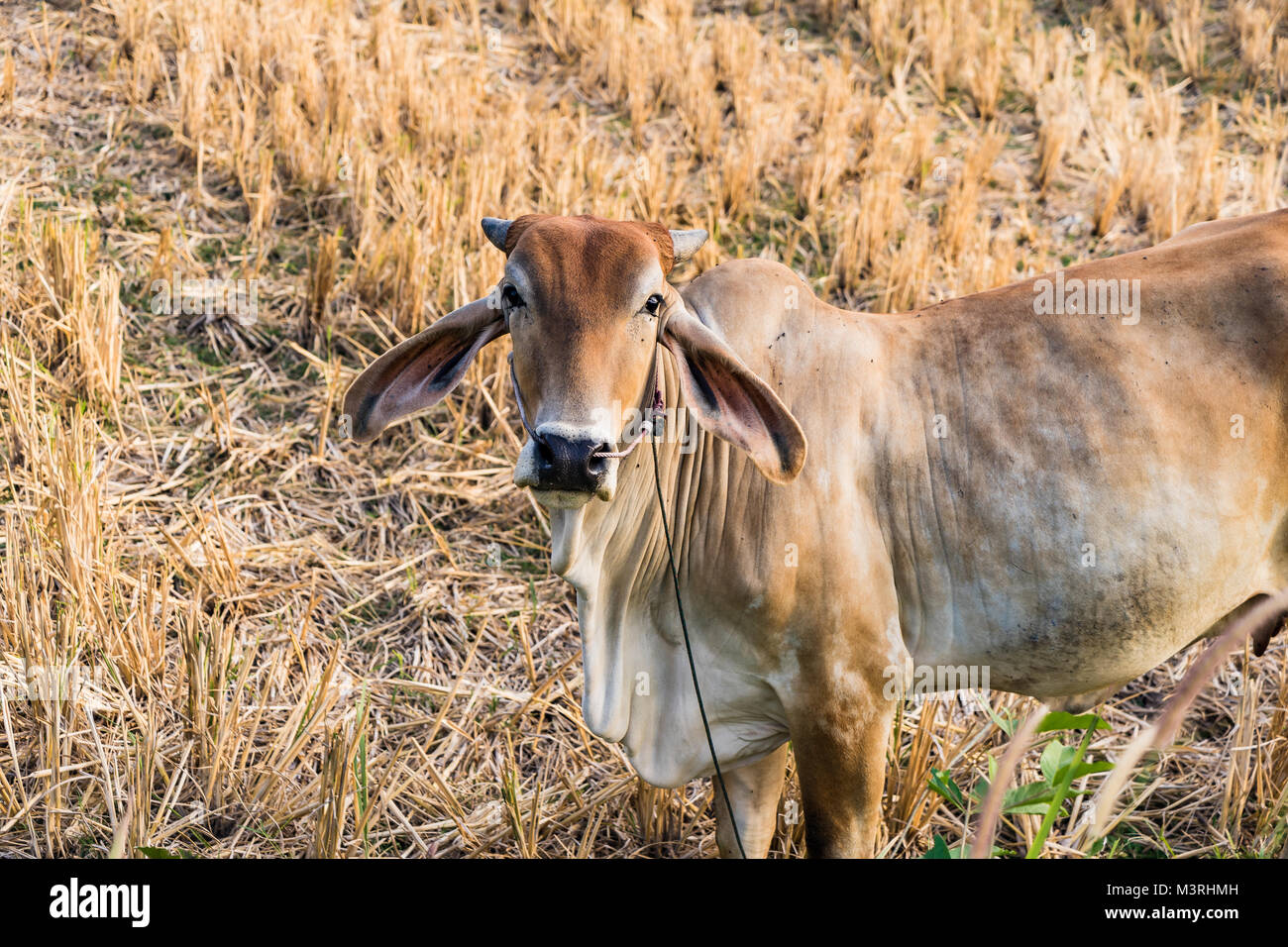 Cow eating rice straw in the rice field after harvesting season Stock ...