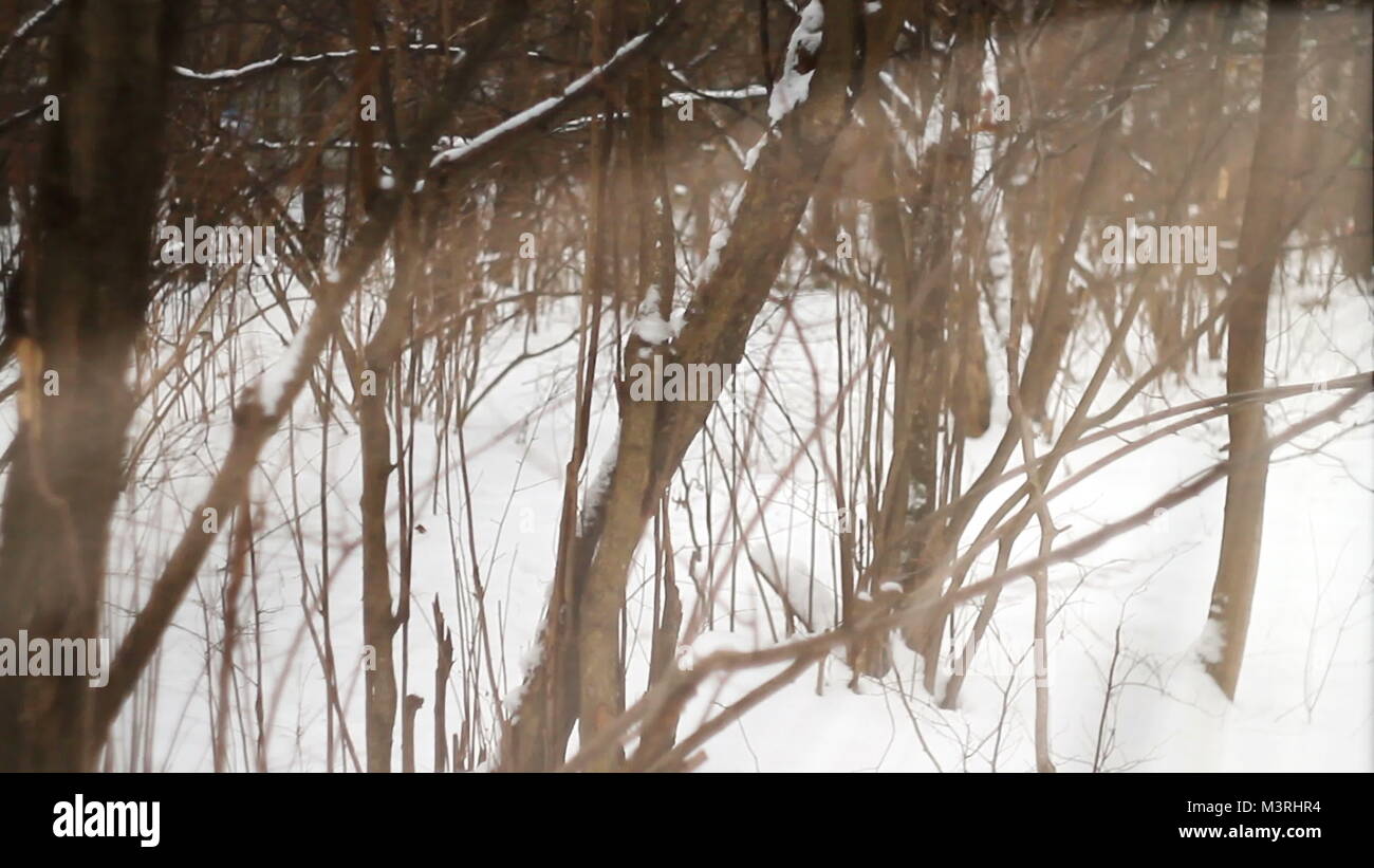 Moving leaves animation on green hi-res stock photography and images ...