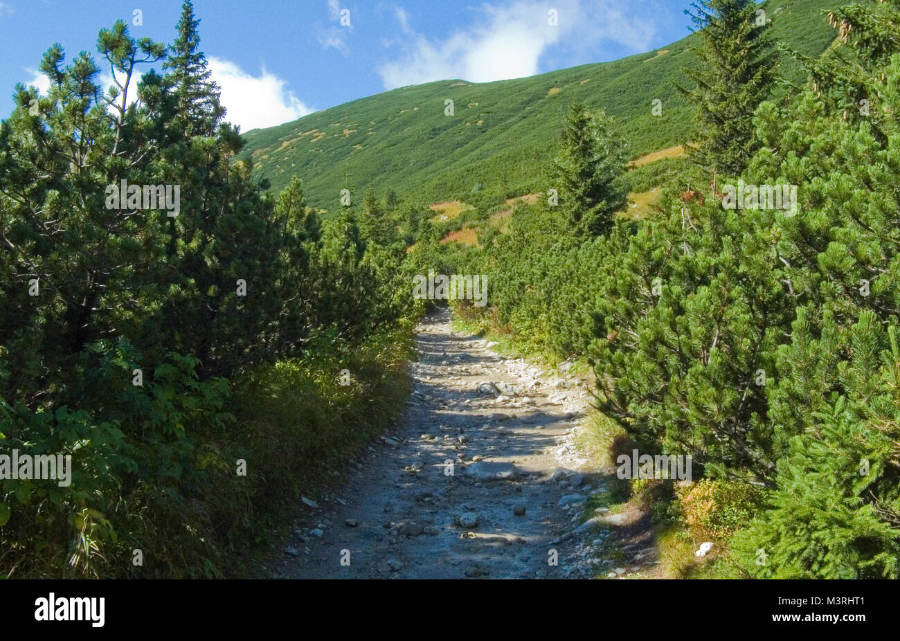 Polish Tatry Tatra, stone rocky mountain path with sideways foliage and ...