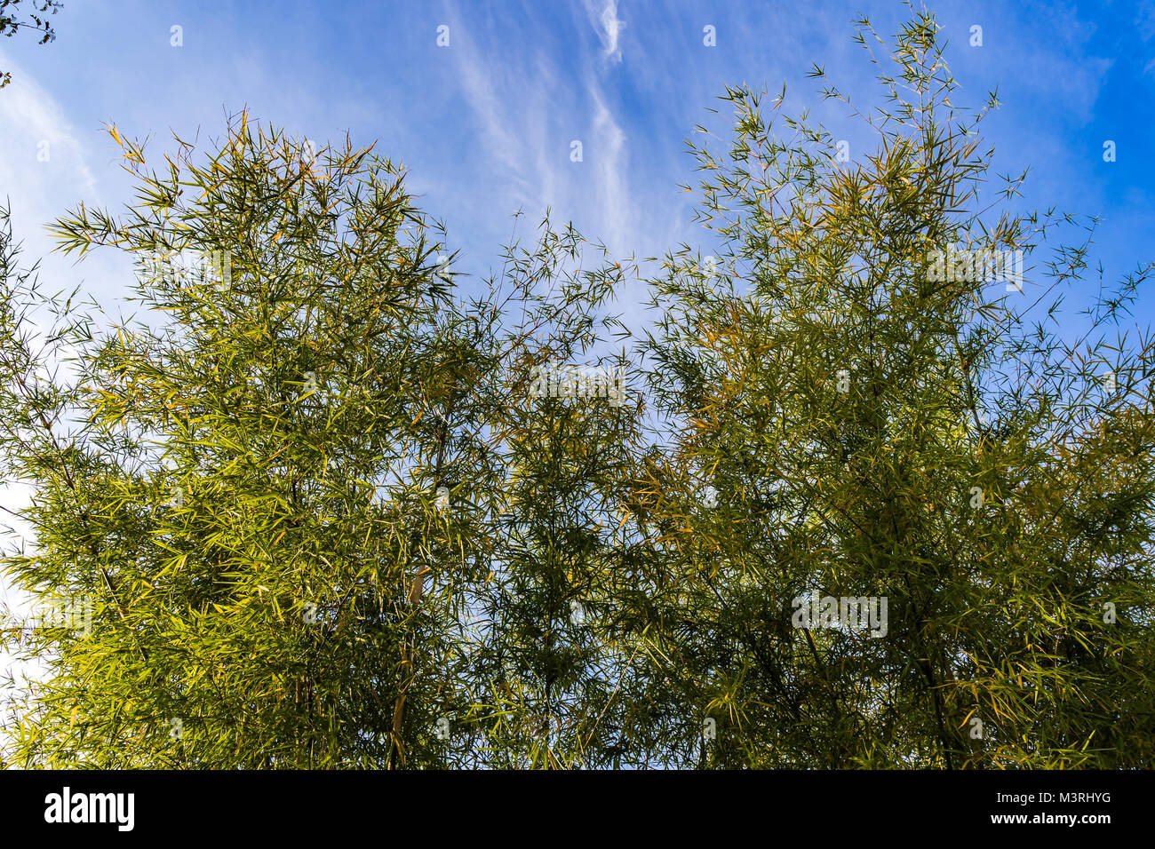 Low angle view of the big Bamboo tree in the rice field on the sunny ...