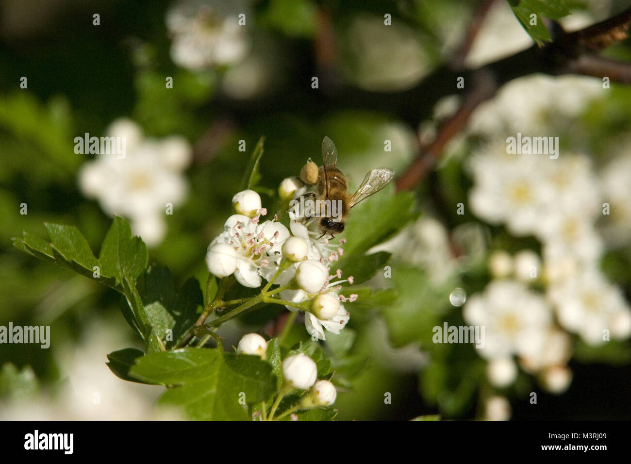 Apple-tree hosts working bee. Closeup on the bee pollinating white ...