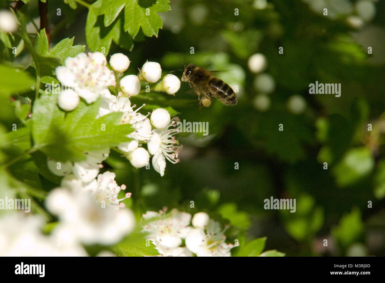 Apple-tree hosts working bee. Closeup on the bee pollinating white ...