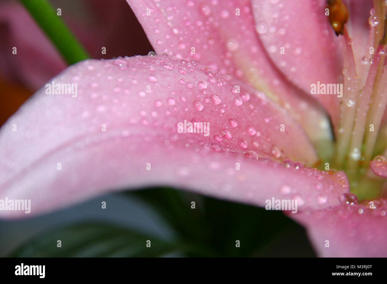 Lily petal petals hi-res stock photography and images - Alamy