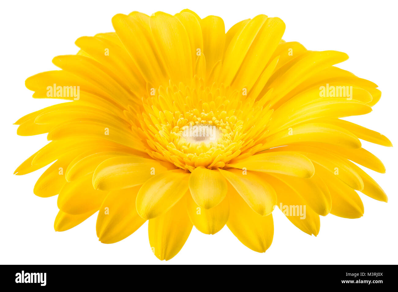 Yellow gerbera flower isolated on white background with clipping path ...