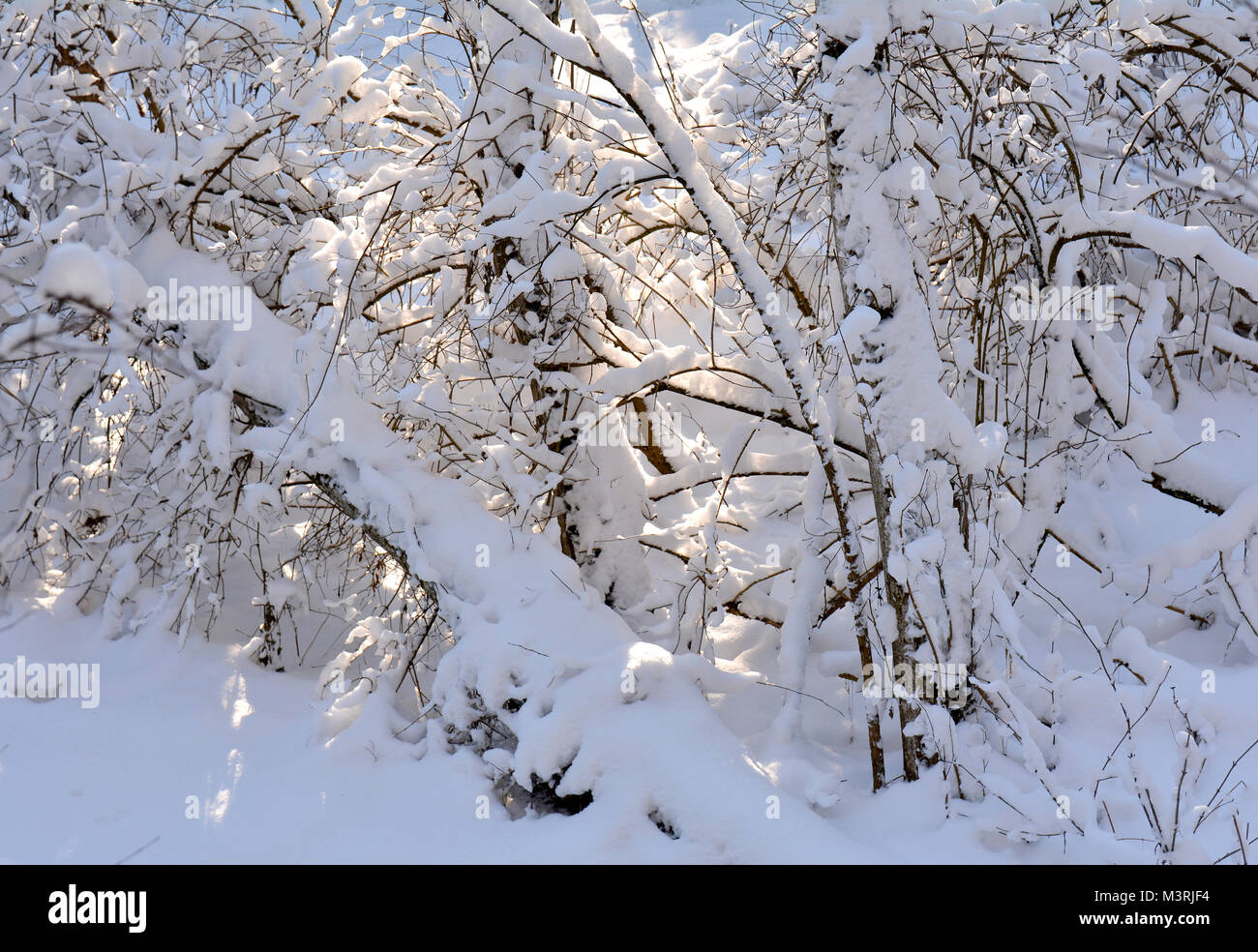 Nature background , in winter time Stock Photo - Alamy