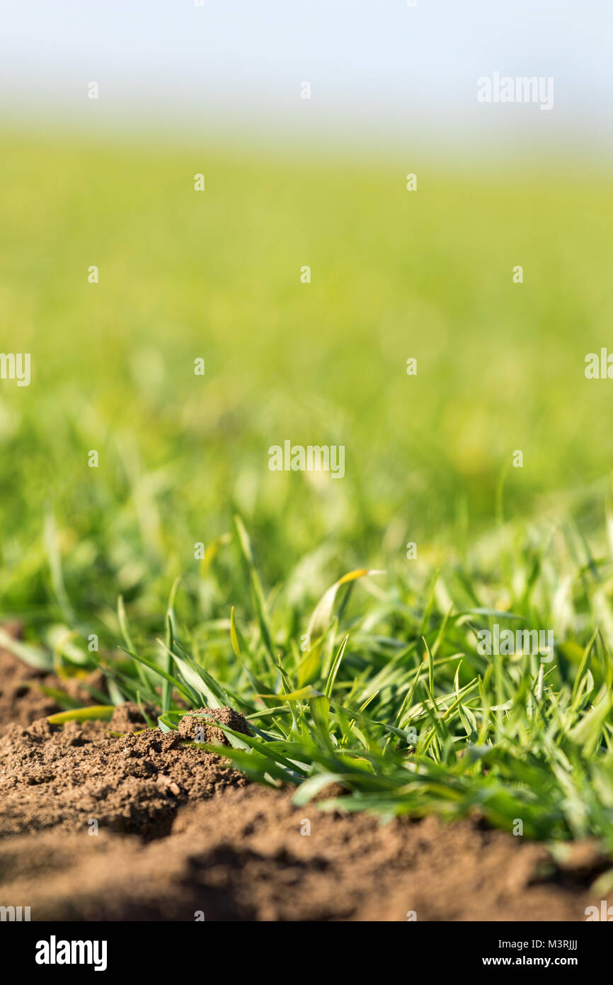 Young wheat growing in a soil Stock Photo - Alamy