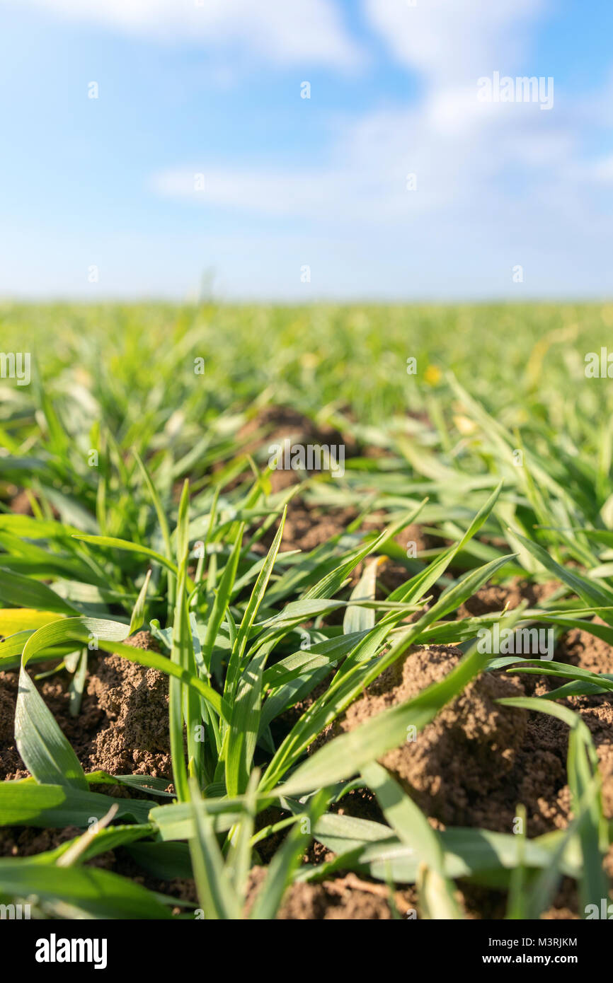Young wheat growing in a soil Stock Photo - Alamy