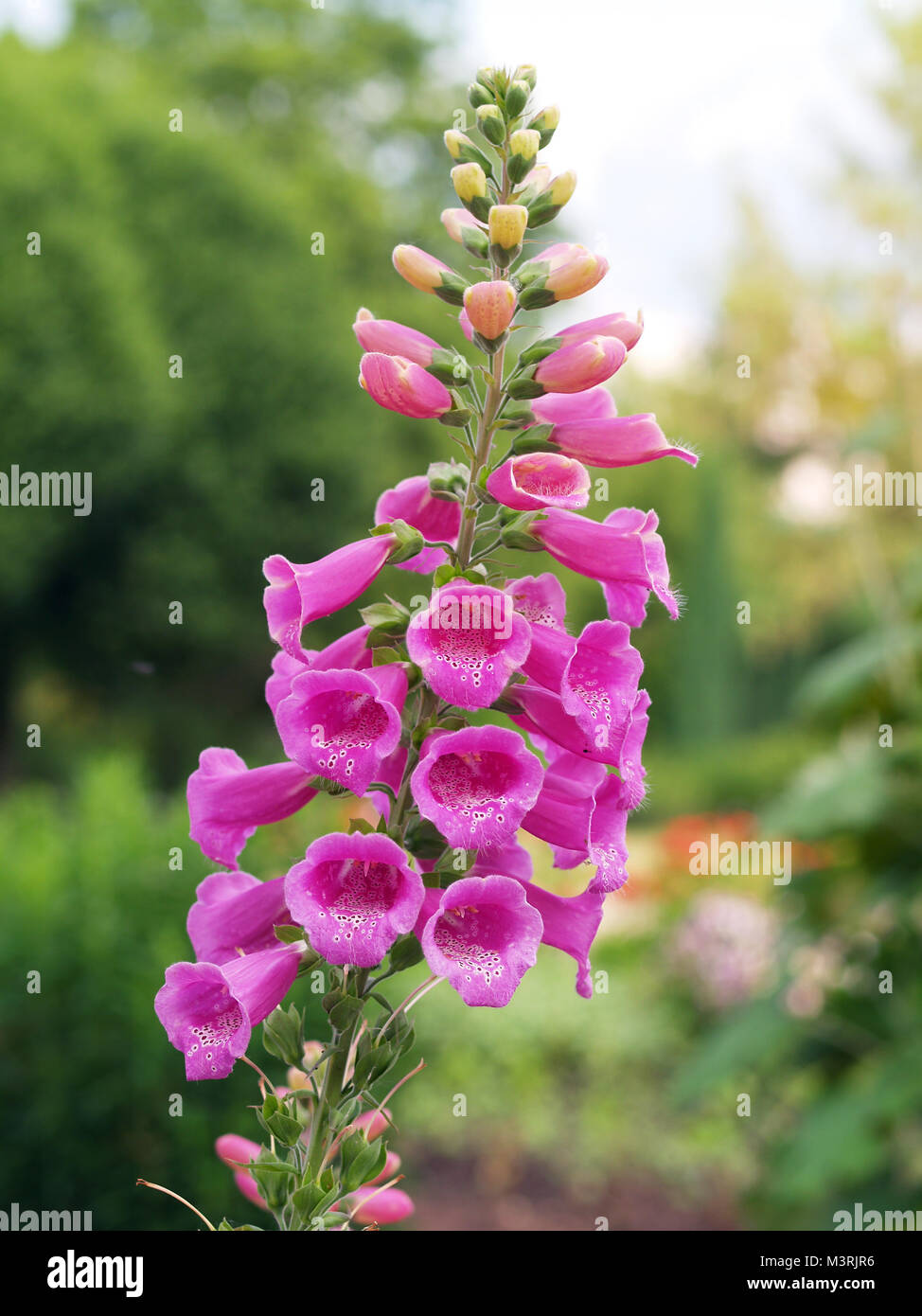 Flower of medicinal herb digitalis purpurea Stock Photo - Alamy