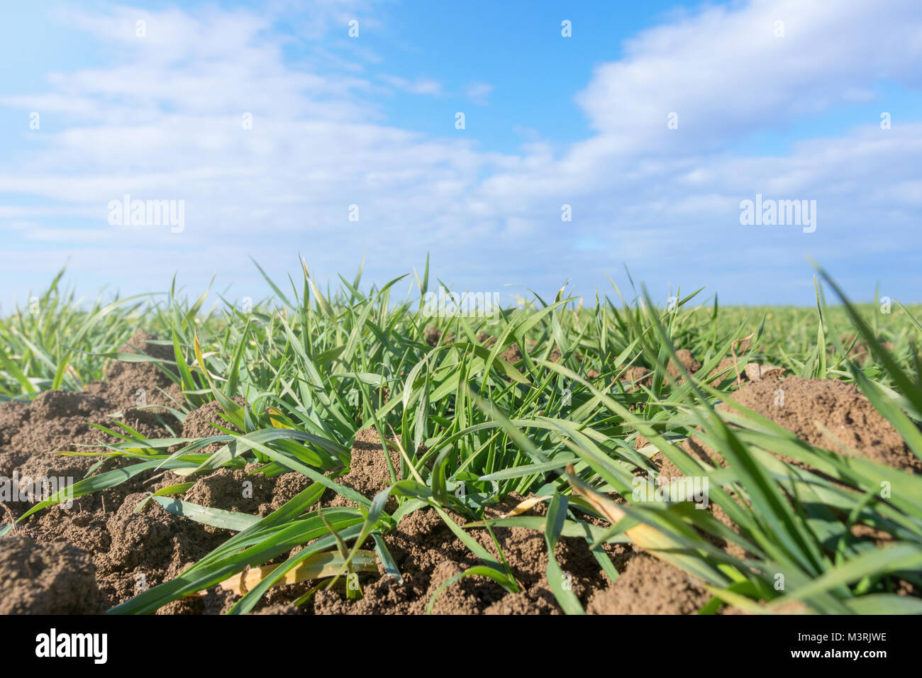 Young wheat growing in a soil Stock Photo - Alamy