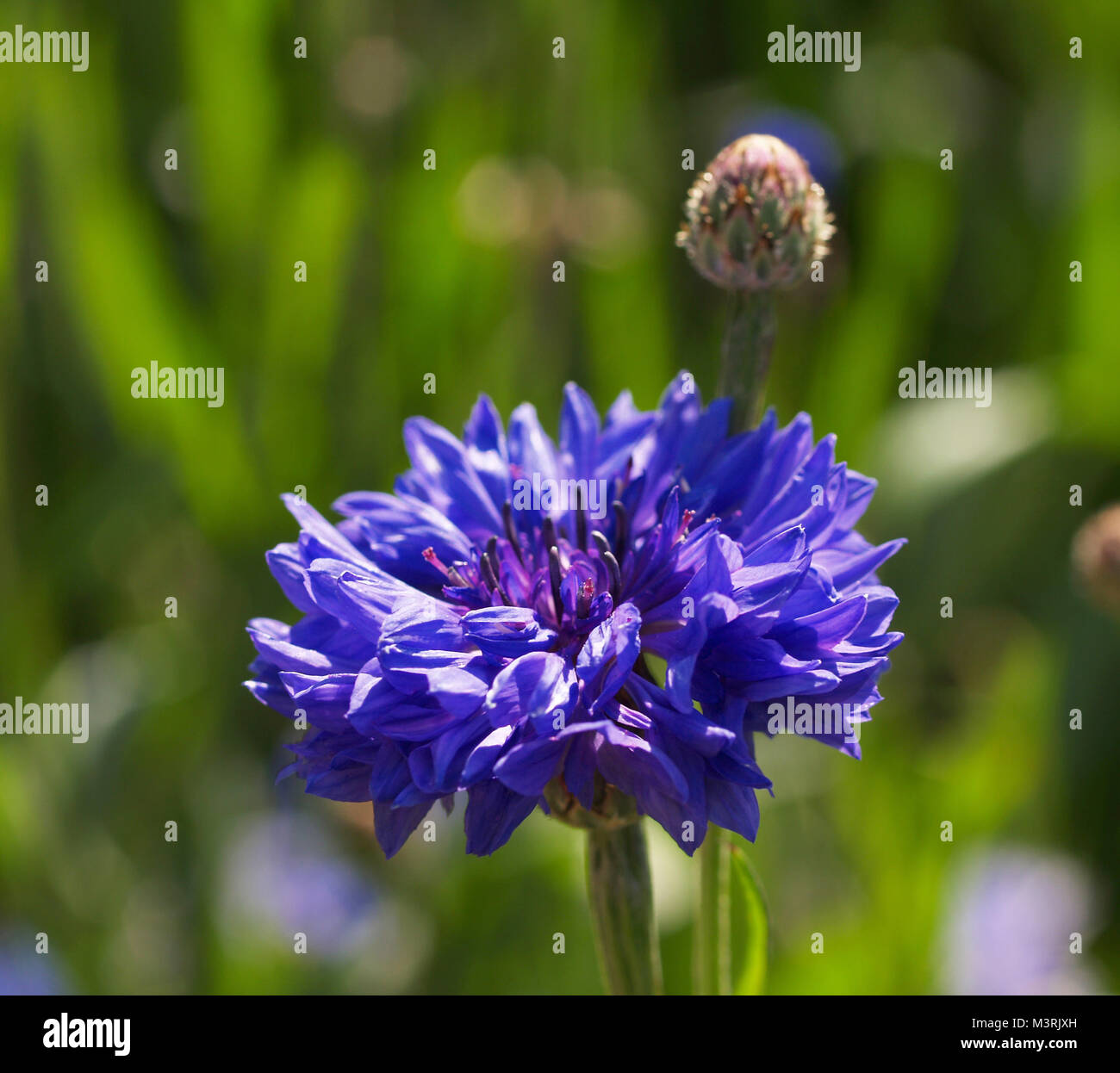 Bachelor button flower hi-res stock photography and images - Alamy