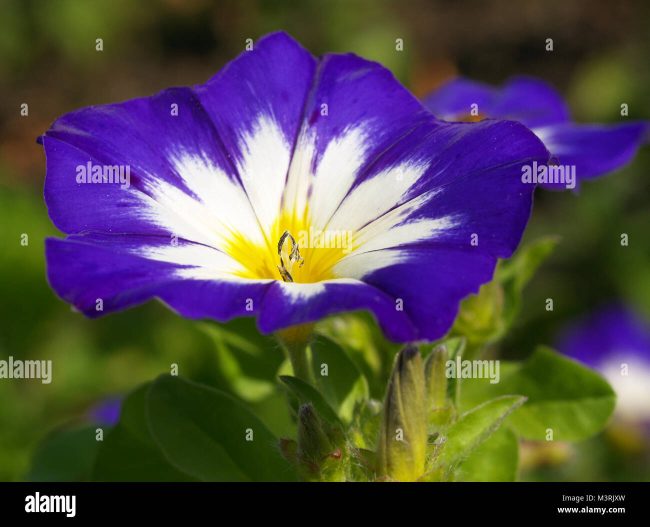Detail of convolvolus cultivar Blue Flesh Stock Photo - Alamy