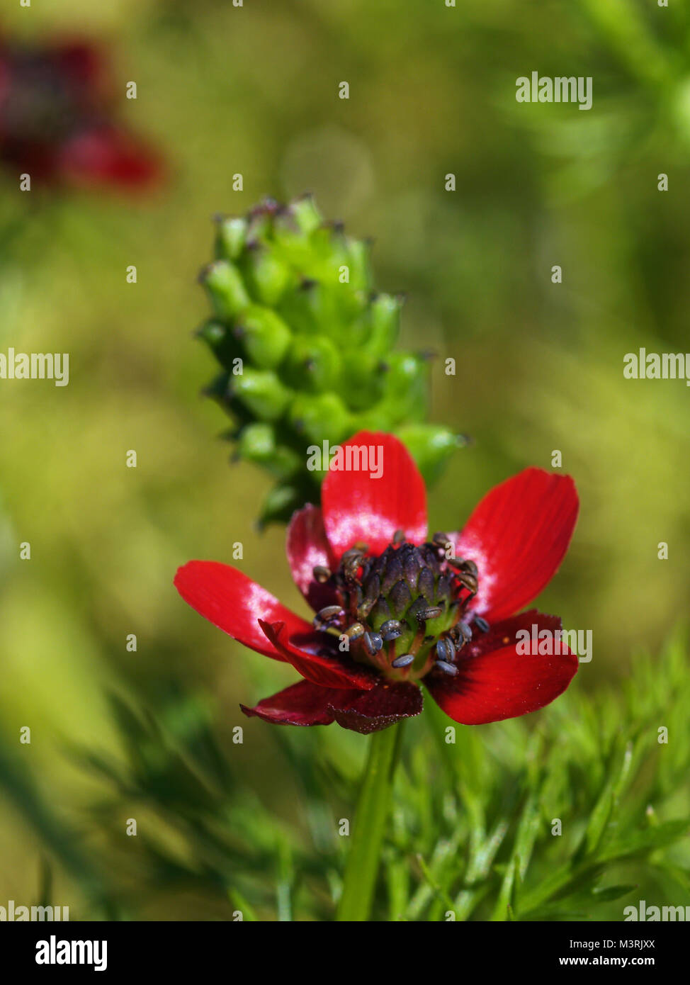 Adonis flower hi-res stock photography and images - Alamy