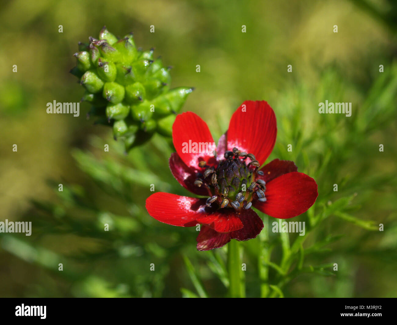 Macro of red adonis flower Stock Photo - Alamy