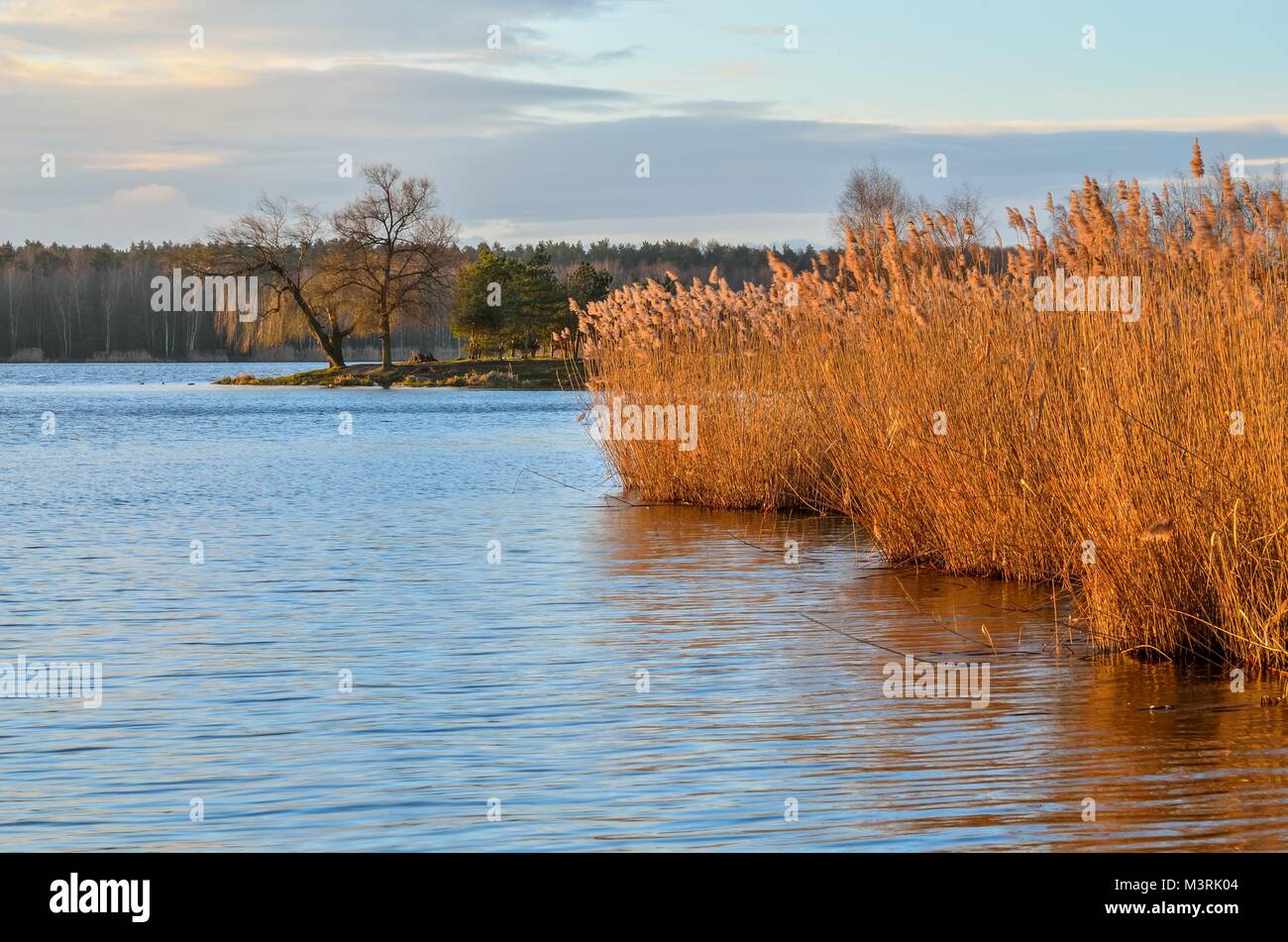 Beautiful morning landscape. Bushes and trees by the lake Stock Photo ...
