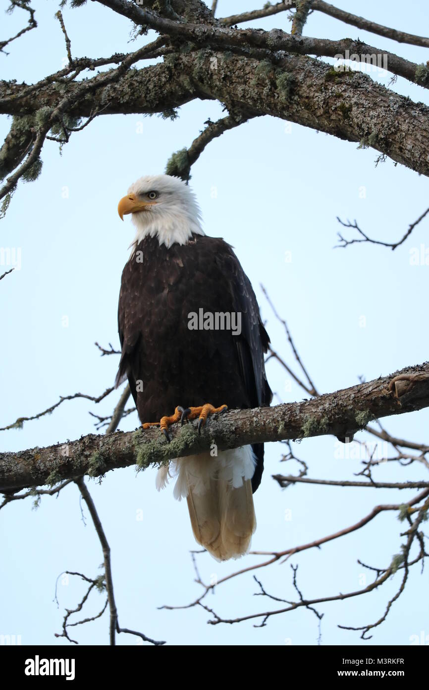 Bald eagle sitting in tree hi-res stock photography and images - Alamy