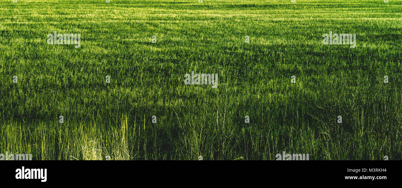 Grass sward hi-res stock photography and images - Alamy