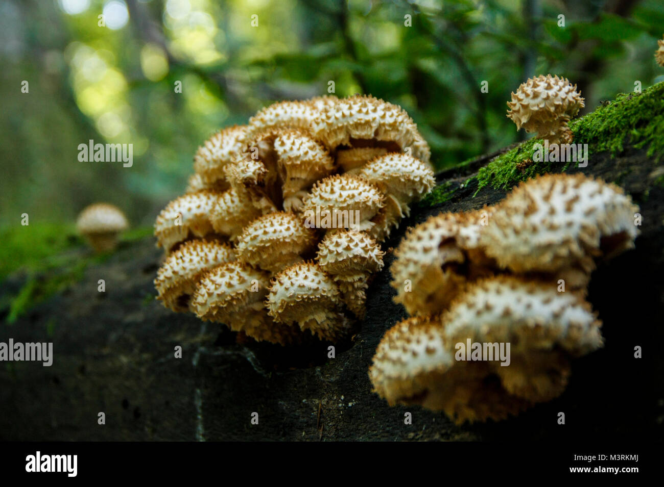 Pretty mushrooms hi-res stock photography and images - Alamy