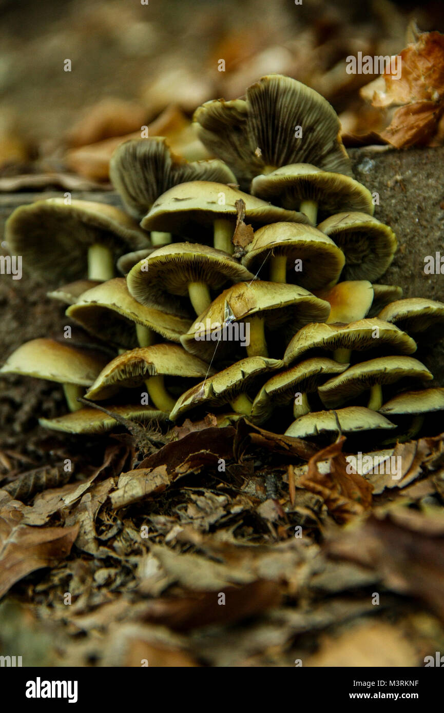 Pretty mushrooms hi-res stock photography and images - Alamy