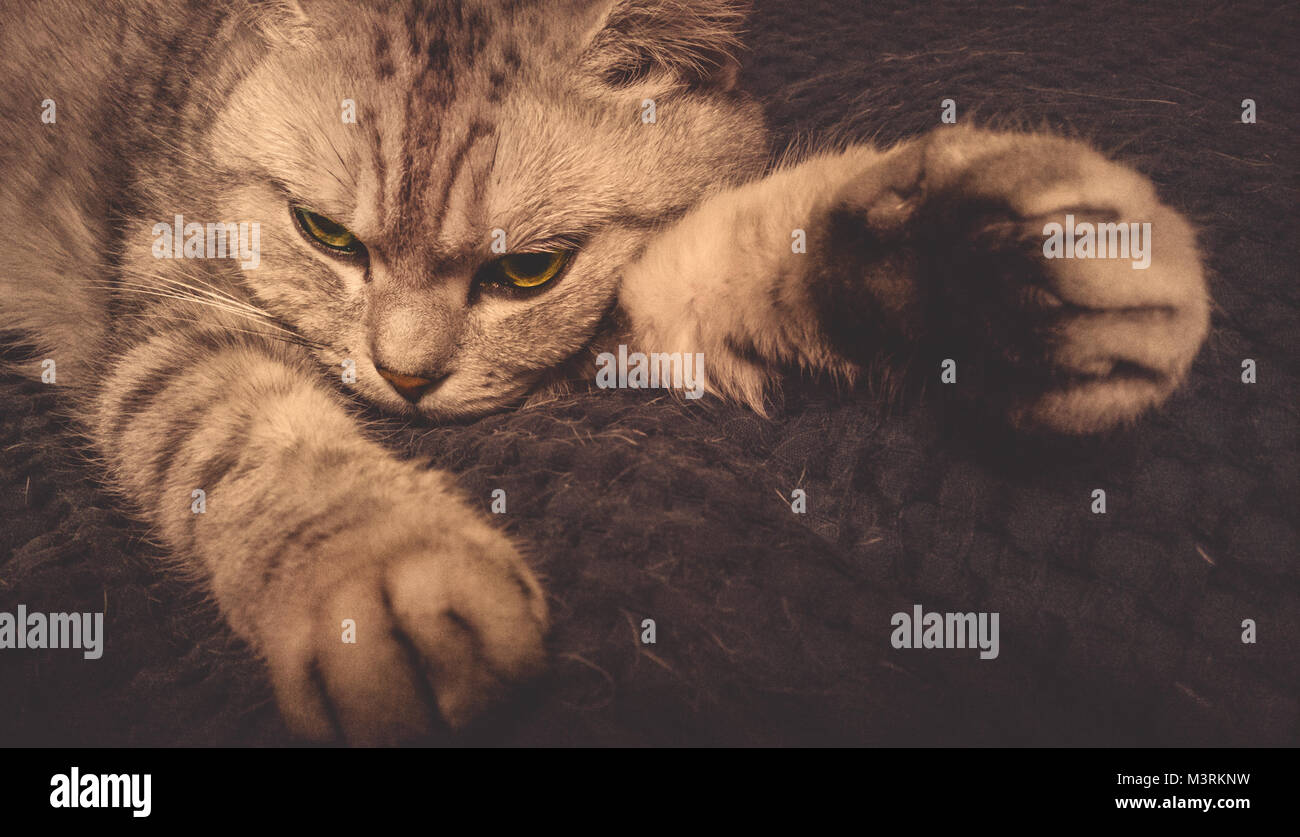 Sad animals hi-res stock photography and images - Alamy