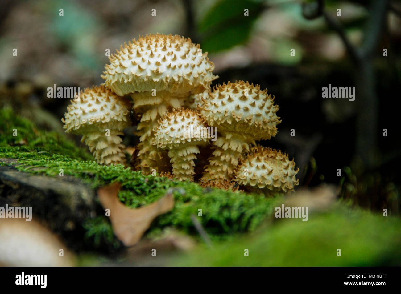 Pretty mushrooms hi-res stock photography and images - Alamy