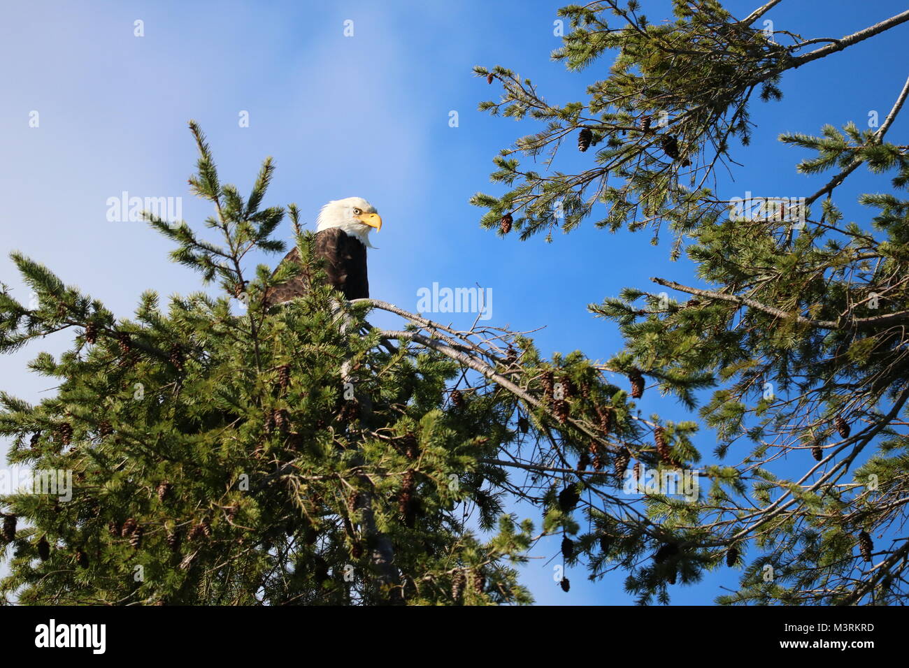 Mature Bald Eagle sitting in tree, on Fillongley Beach, Denman Island ...