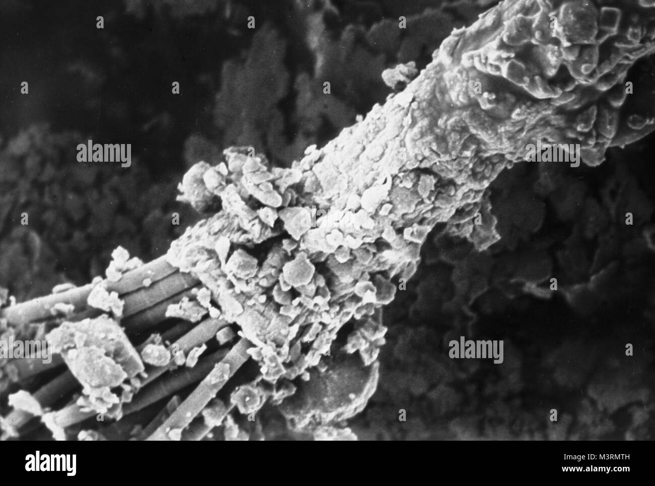 Sheaths of cyanobacteria (950x magnification Stock Photo - Alamy